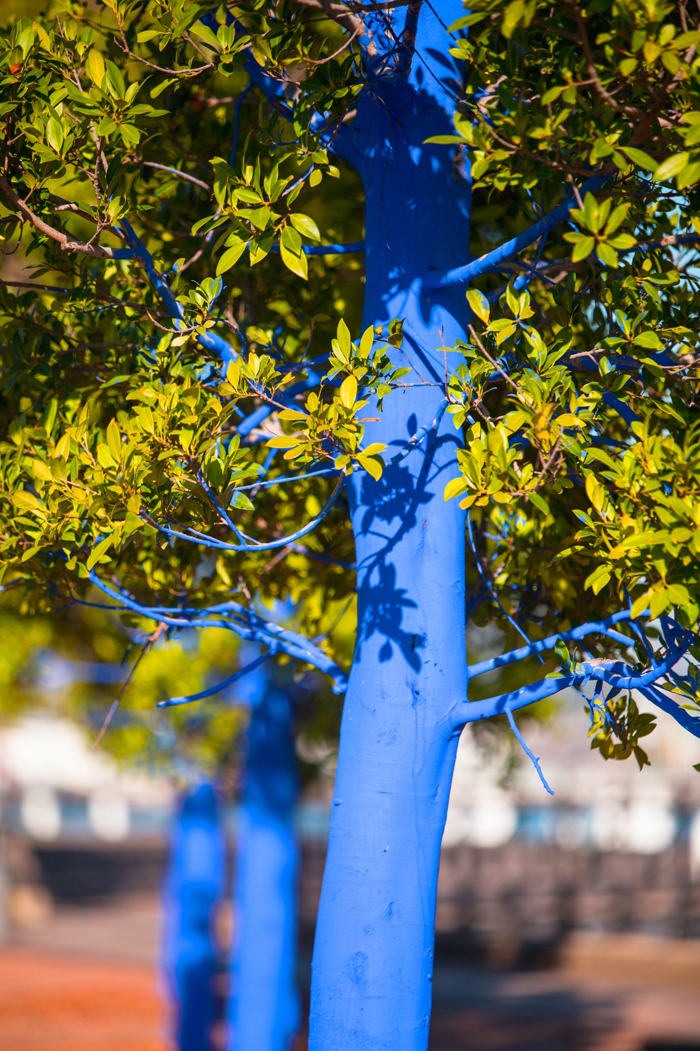 The Blue Trees Sydney_Jean-Jacques Halans – Konstantin Dimopoulos ...